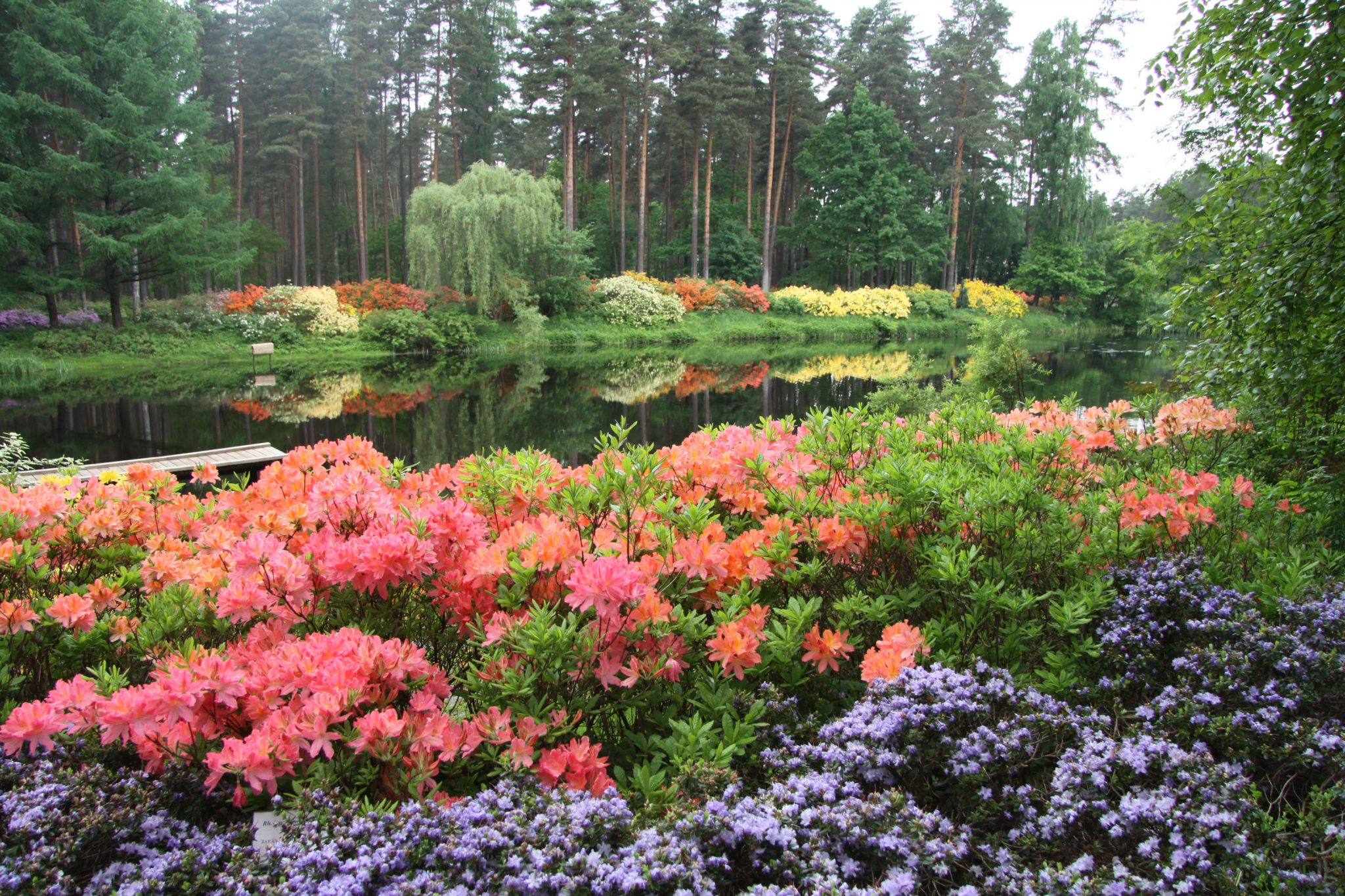 Rododendru parks Babītē - Ceļveži.lv