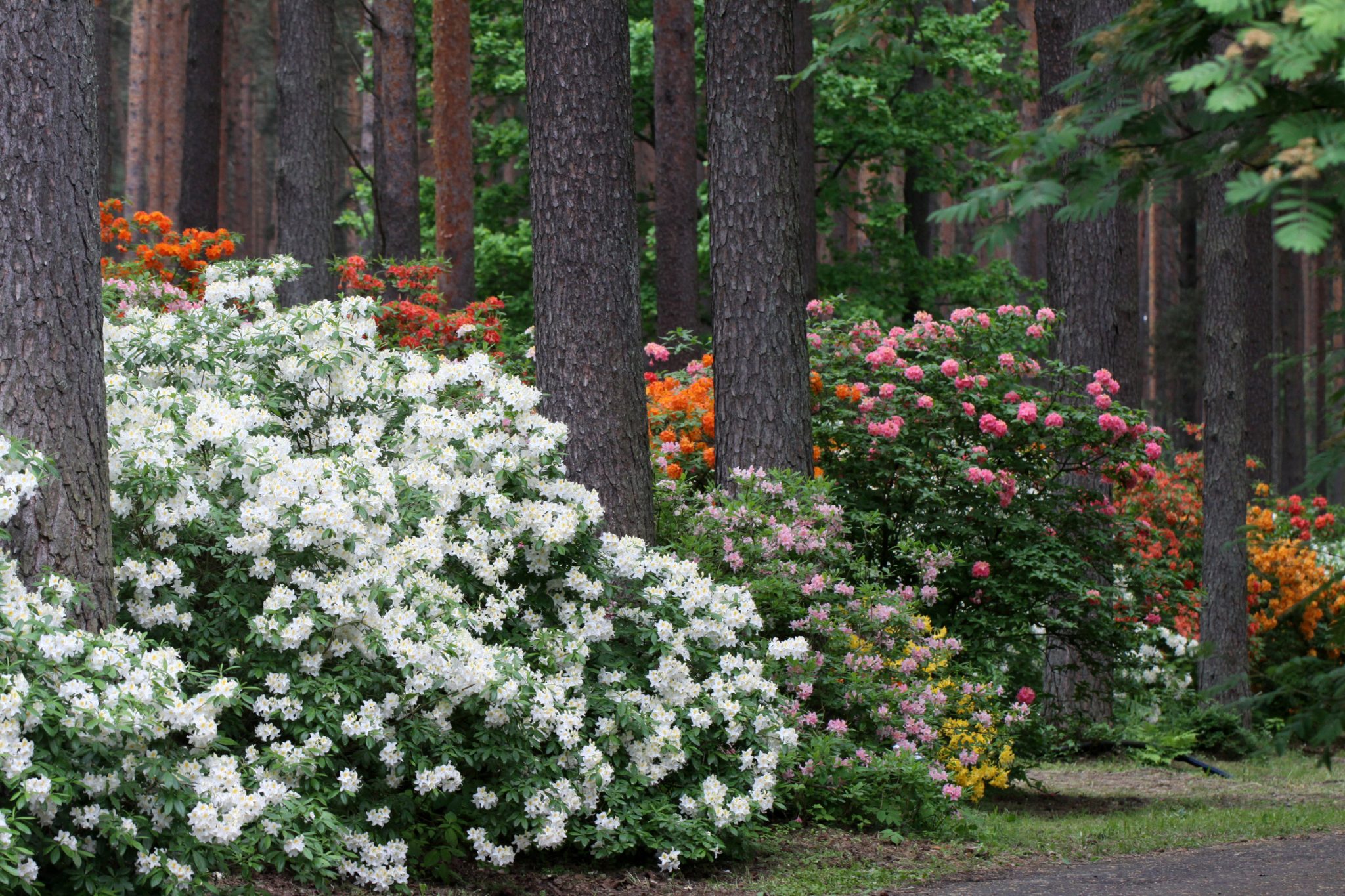 Rododendru parks Babītē - Ceļveži.lv
