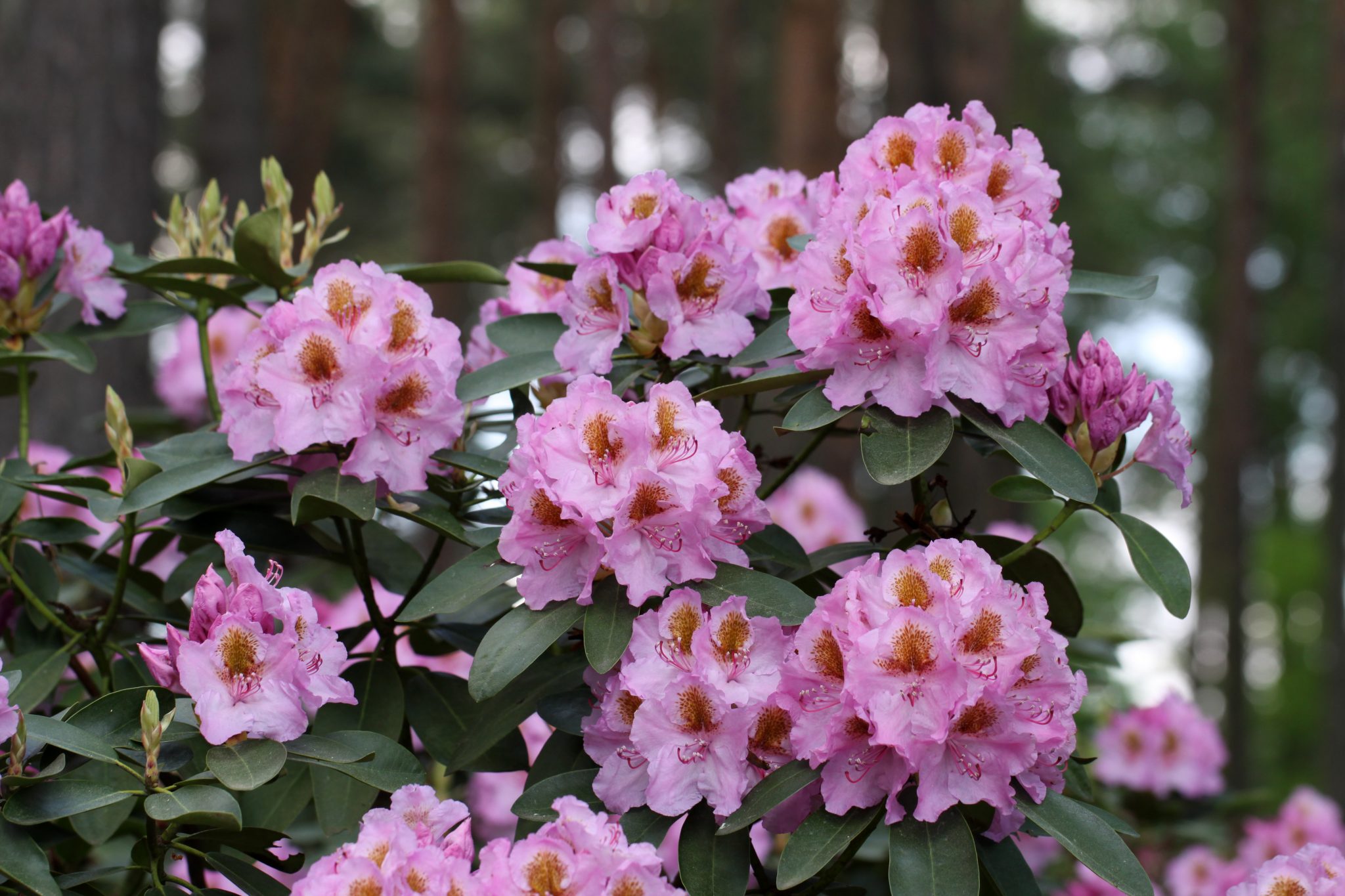 Rododendru parks Babītē - Ceļveži.lv