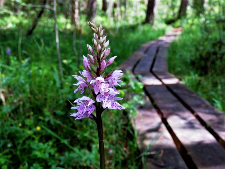 Engures ezera orhideju taka - Engures pagasts, Engures novads - Ceļveži.lv