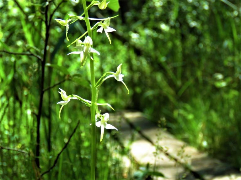 Engures ezera orhideju taka - Engures pagasts, Engures novads - Ceļveži.lv