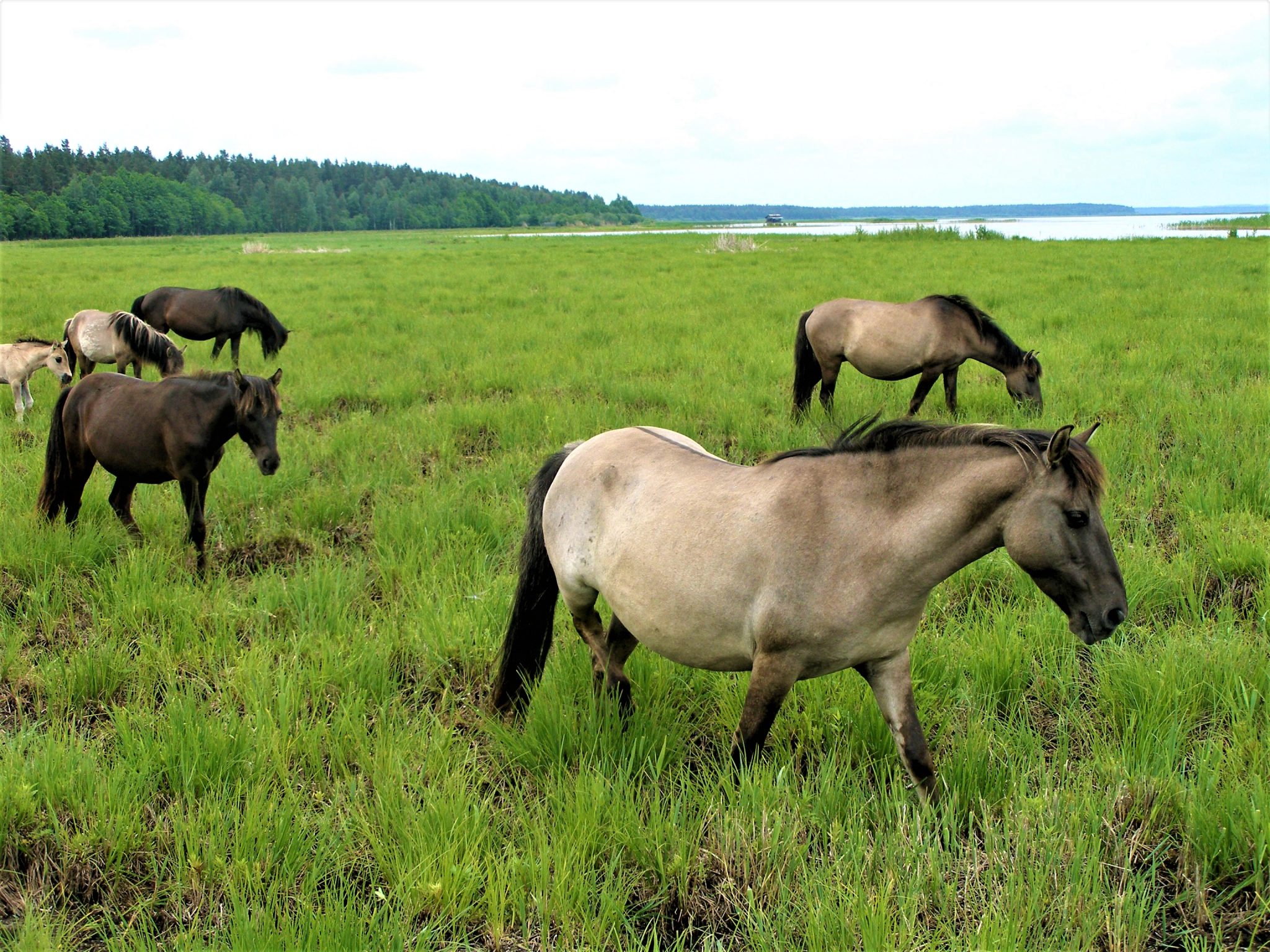 Engures ezera orhideju taka - Engures pagasts, Engures novads - Ceļveži.lv