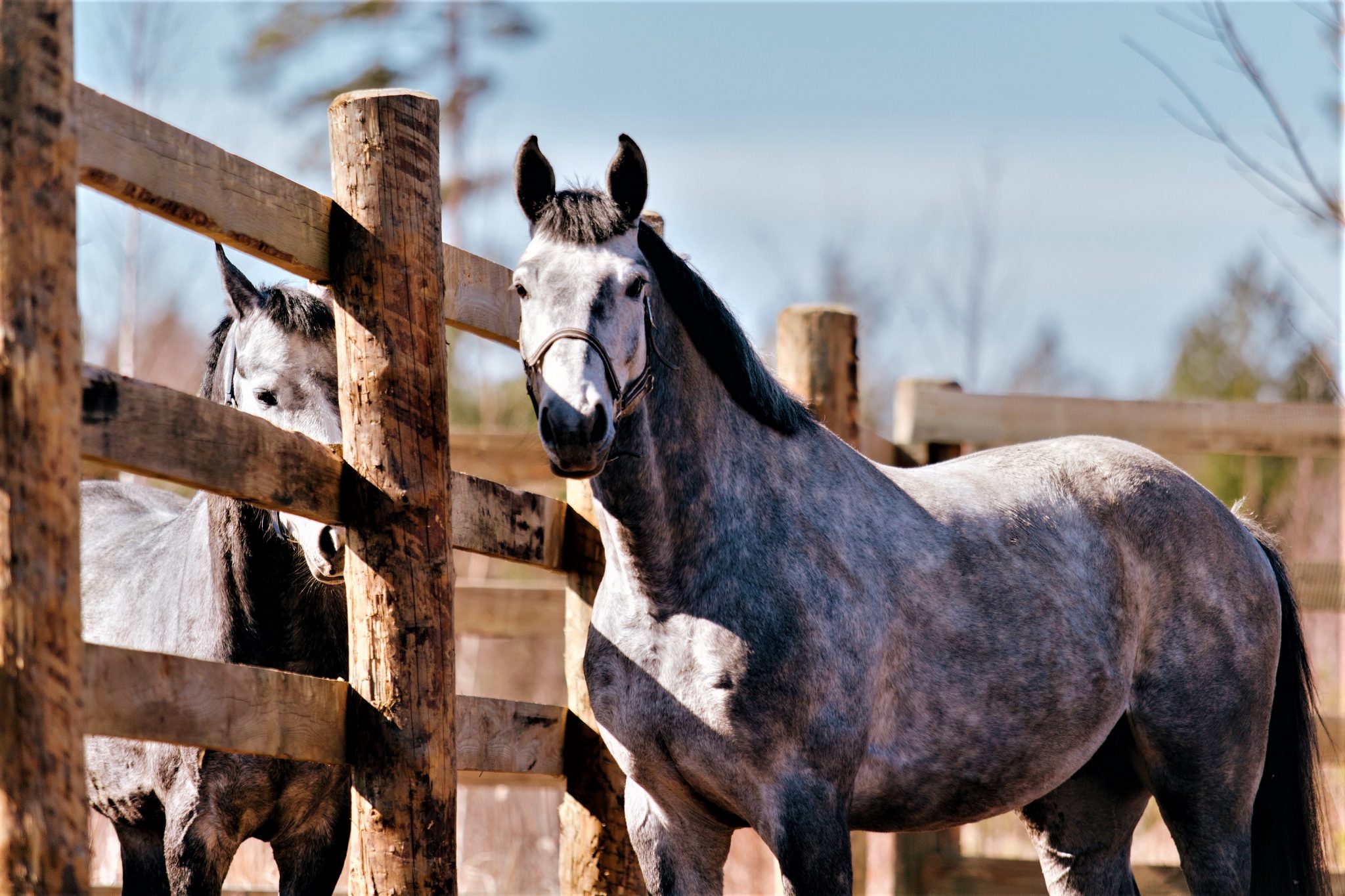Zirgu stallis “Grantiņi 1” - Rankas pagasts, Gulbenes novads - Ceļveži.lv